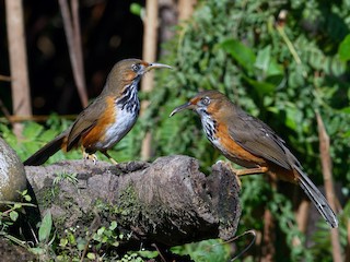 Black-streaked Scimitar-Babbler - eBird
