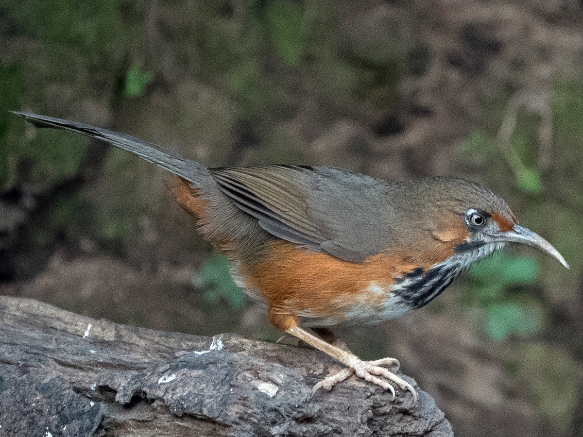 Black-streaked Scimitar-Babbler - Erythrogenys gravivox - Birds of the ...