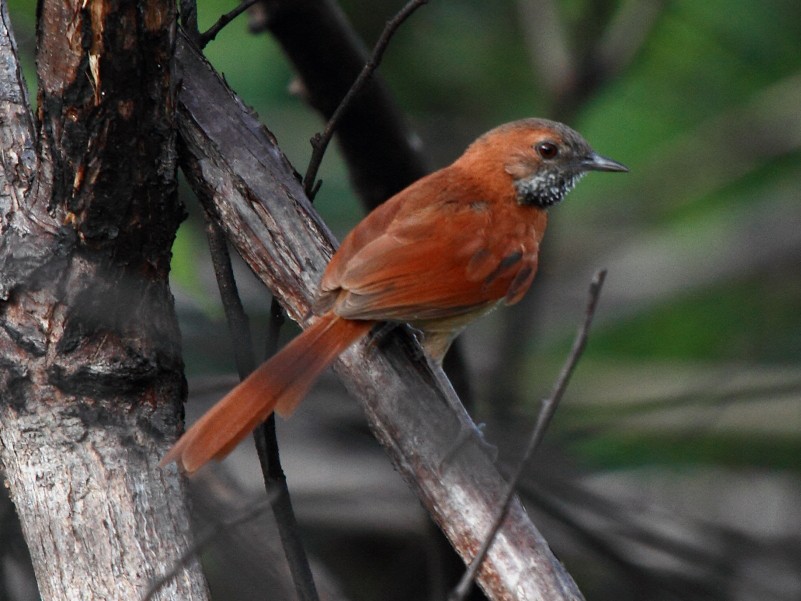 Pijuí de Roraima - eBird
