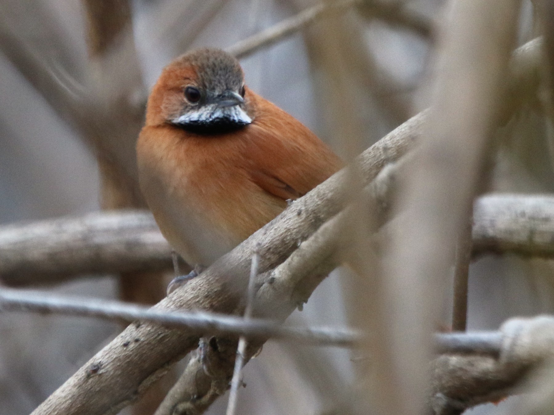 Hoary-throated Spinetail - eBird