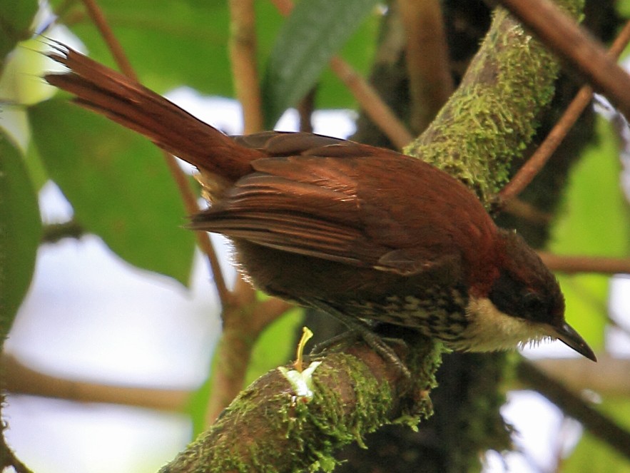 Roraiman Barbtail - Roraimia adusta - Birds of the World
