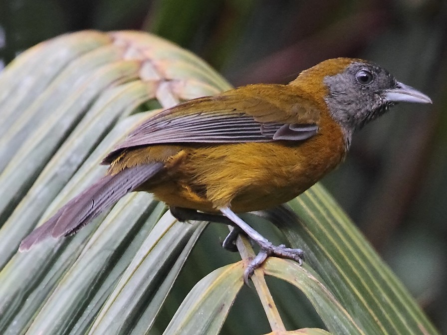 Olive-backed Tanager - eBird