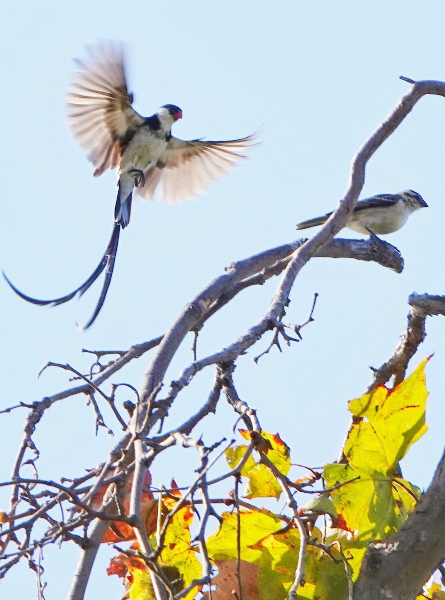 eBird Checklist - 9 Sep 2019 - Frank G. Bonelli RP/Puddingstone ...