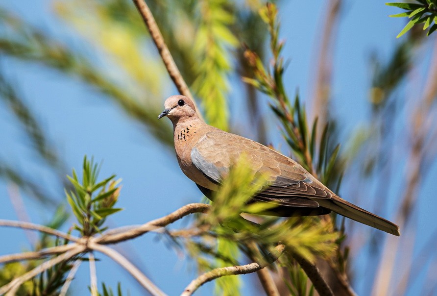 eBird Checklist - 30 Sep 2019 - Muscat--Sultan Qaboos Grand Mosque - 7 ...