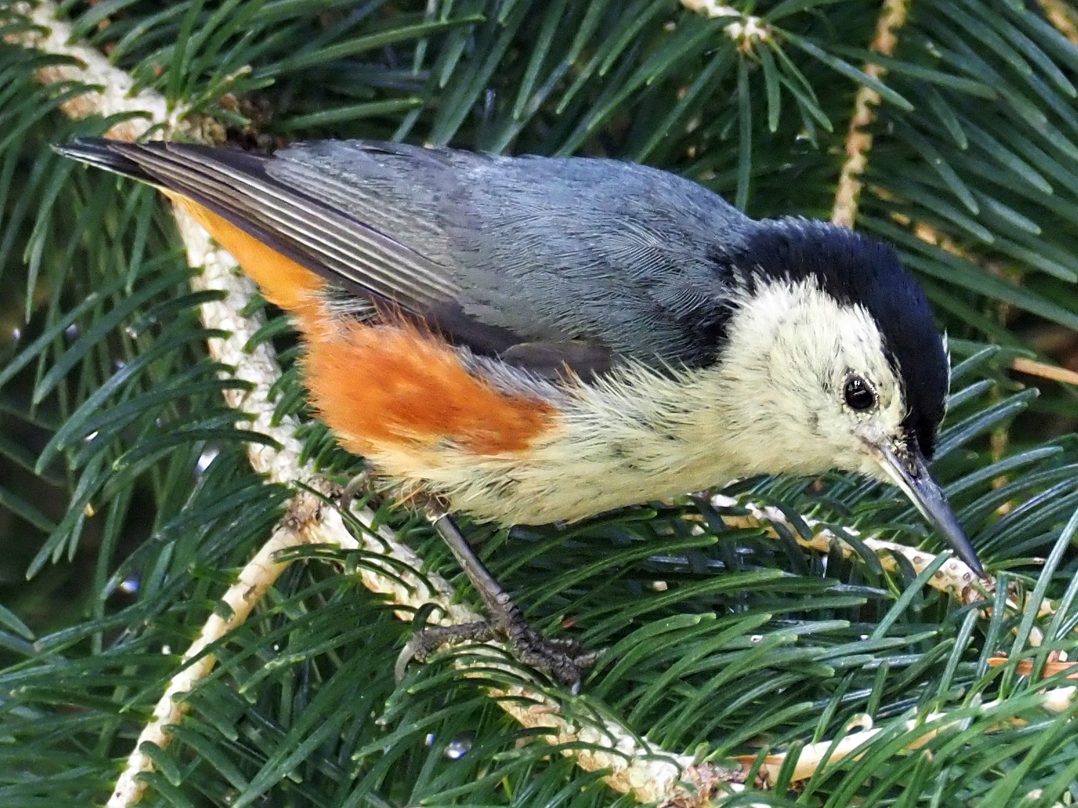 White-cheeked Nuthatch - eBird