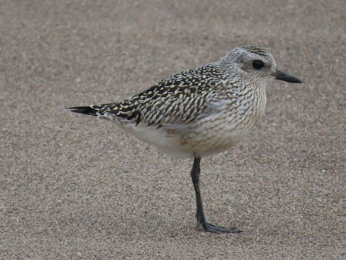 eBird Checklist - 4 Oct 2019 - Presque Isle SP--Gull Pt. - 38 species