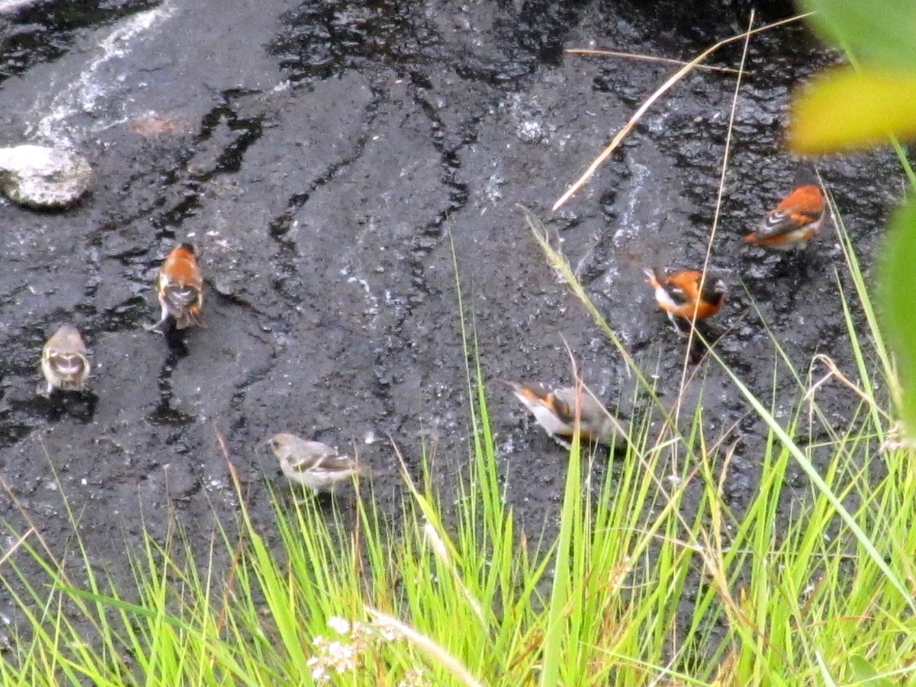 Red Siskin - eBird
