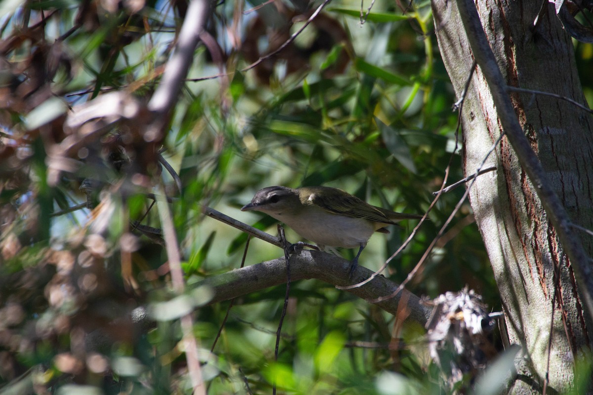 eBird Checklist - 2 Oct 2019 - Tijuana River Valley--Bird & Butterfly ...