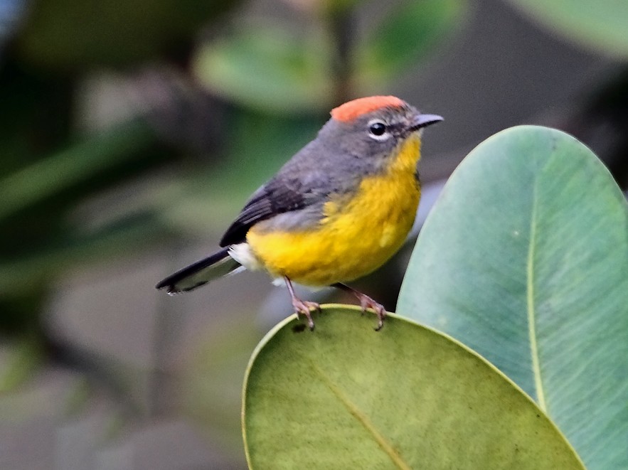 Tepui Redstart - eBird
