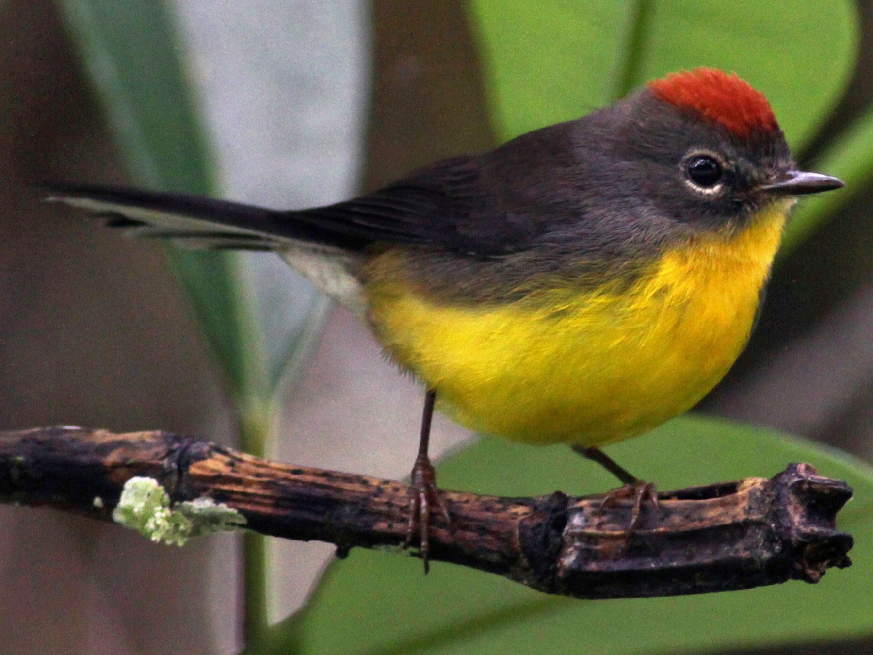 Tepui Redstart - eBird