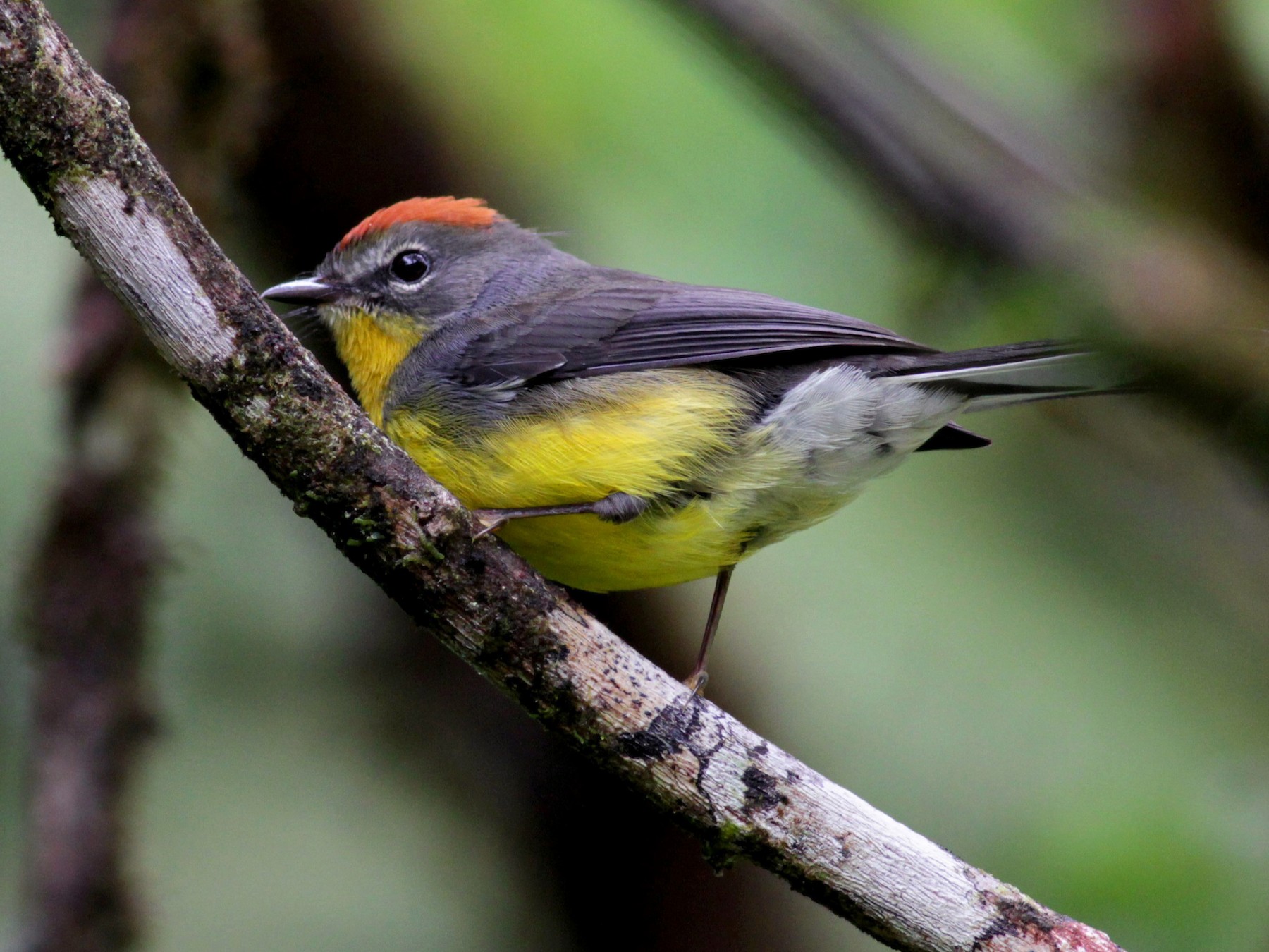 Tepui Redstart - eBird