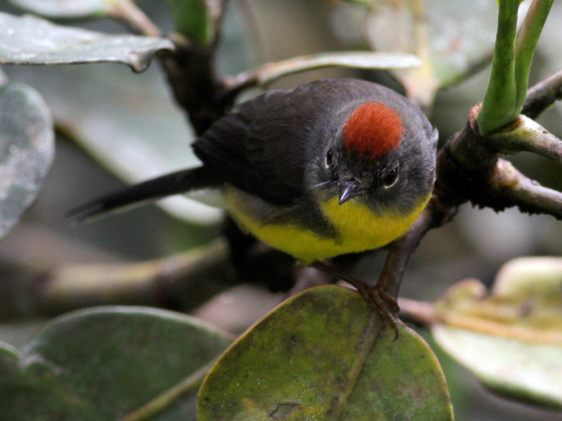 Tepui Redstart - eBird