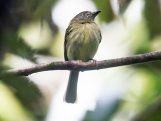 Pico Chato Ojiblanco - eBird