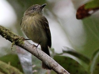 Pico Chato Ojiblanco - eBird