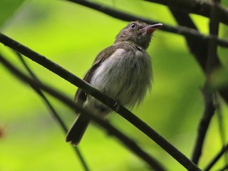 Pico Chato Ojiblanco - eBird