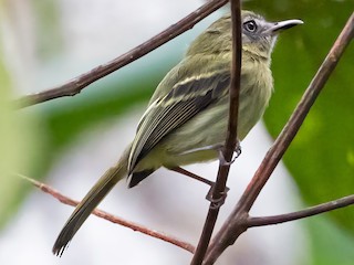 Pico Chato Ojiblanco - eBird