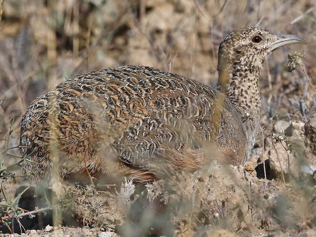 Ornate Tinamou - eBird