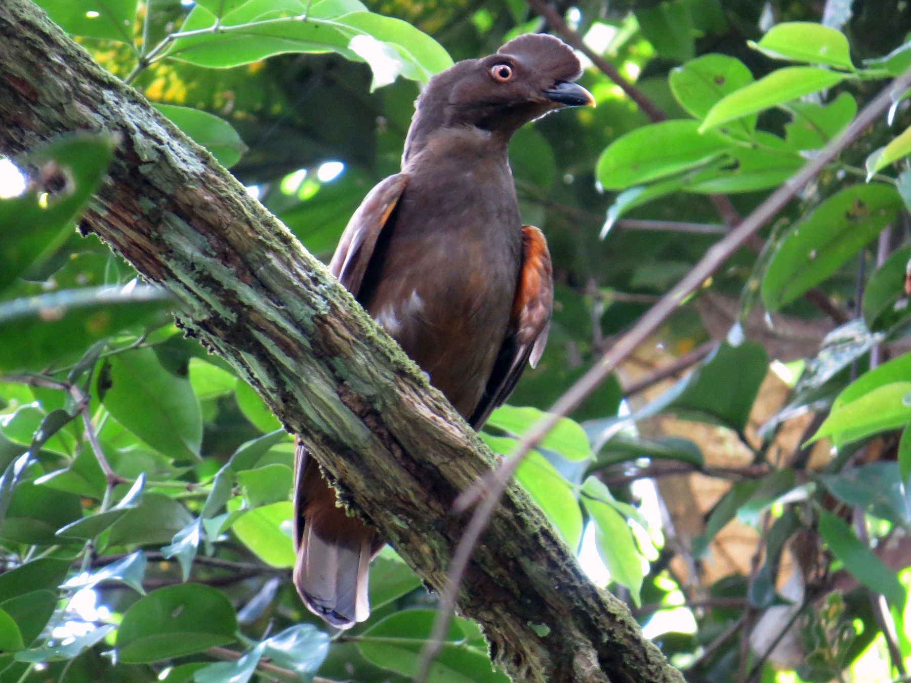Coq-de-roche orange - eBird
