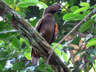 イワドリ - eBird