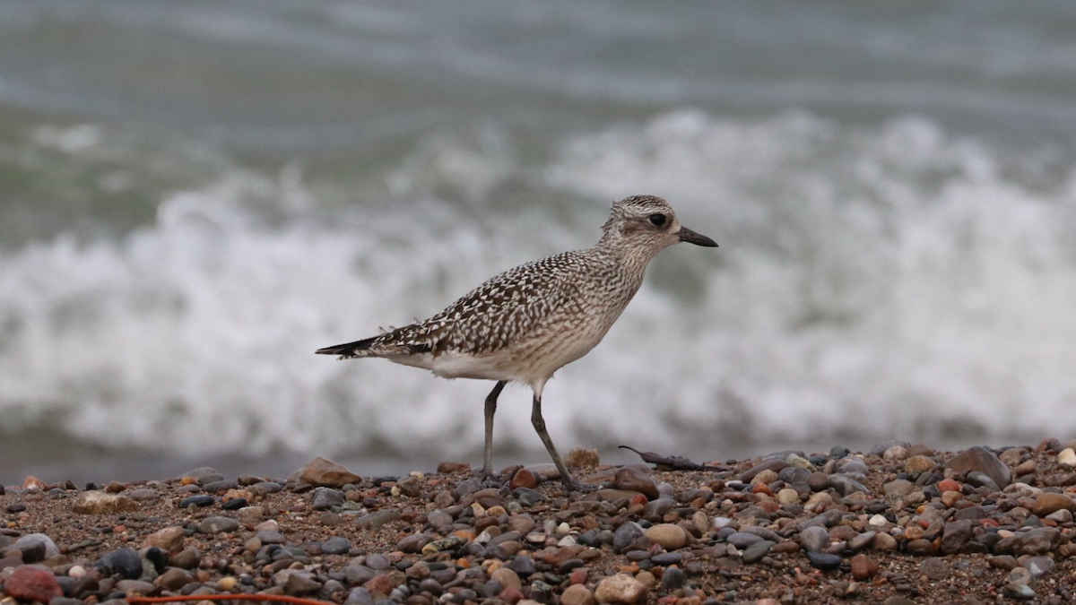 eBird Checklist - 6 Oct 2019 - Point Pelee National Park (general ...