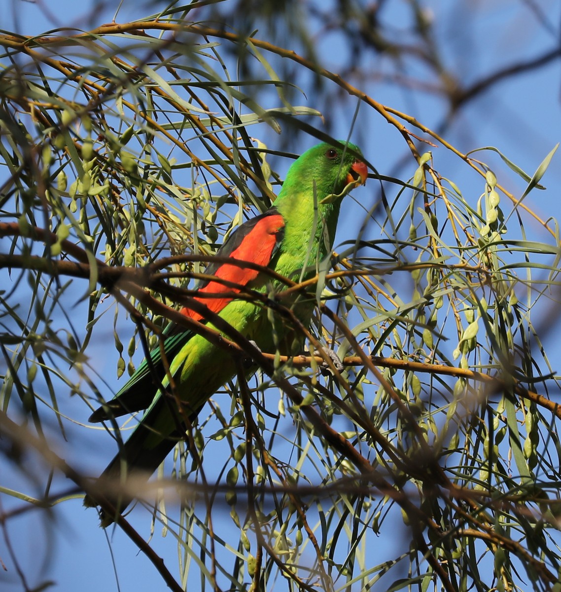eBird Checklist - 4 Oct 2019 - Goondiwindi Botanic Gardens - 26 species