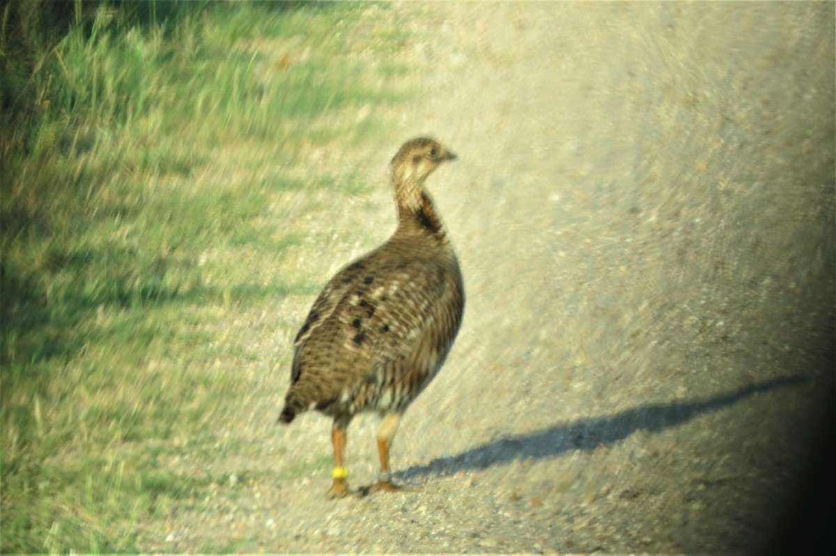 eBird Checklist - 5 Oct 2019 - Attwater Prairie Chicken NWR (CTC 004 ...