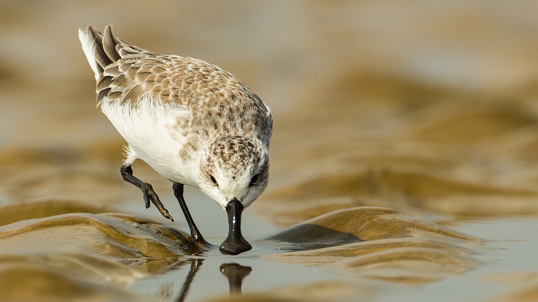 Spoon-billed Sandpiper - eBird
