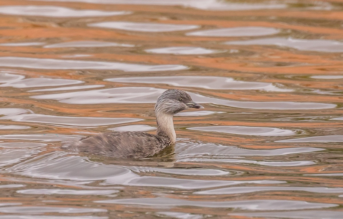 eBird Checklist - 7 Oct 2019 - Whyalla Wetlands - 20 species