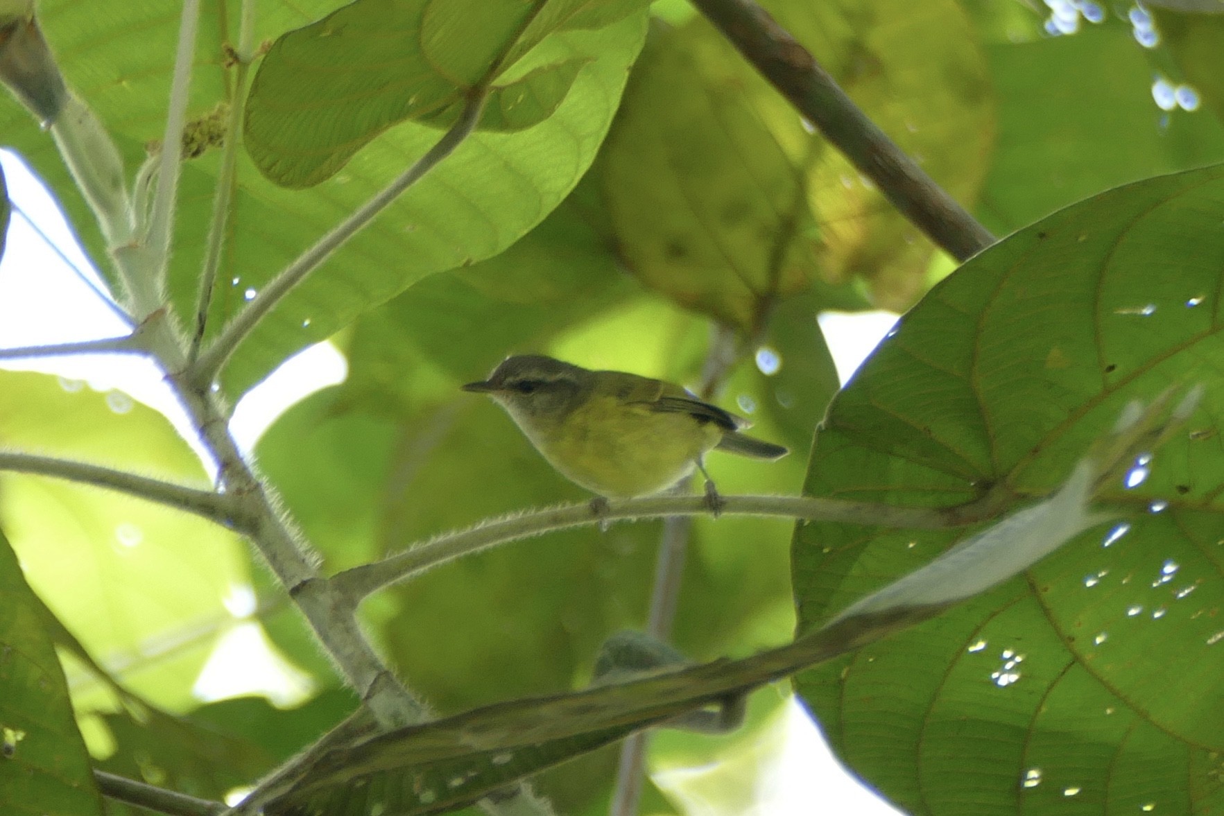 Island Leaf Warbler (Buru) - eBird