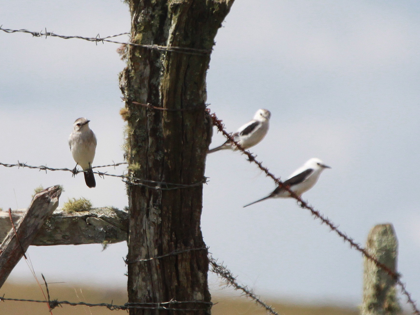 Black-and-white Monjita - eBird