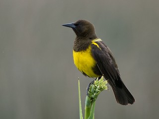 Pecho Amarillo - eBird