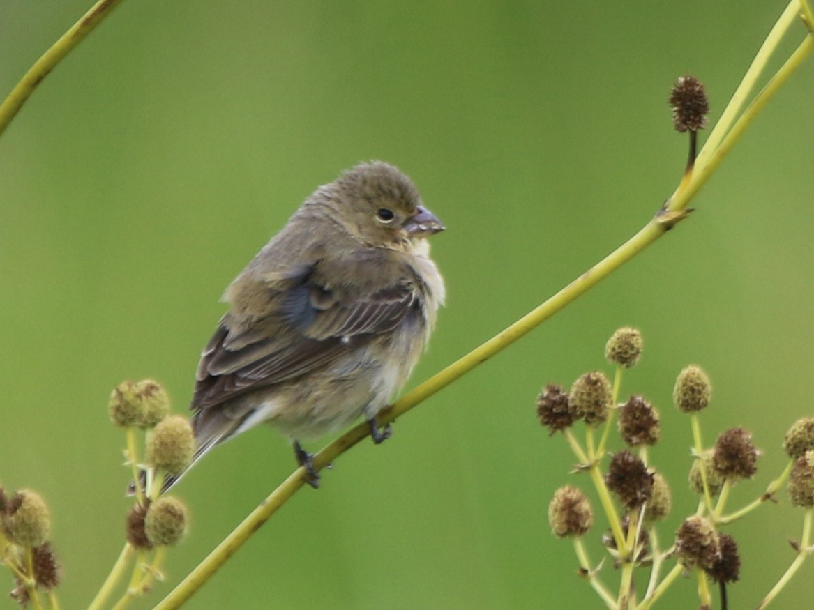 Black-bellied Seedeater - eBird
