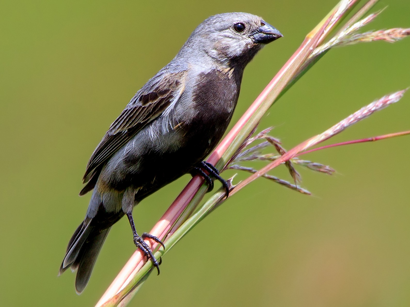 Black-bellied Seedeater - eBird