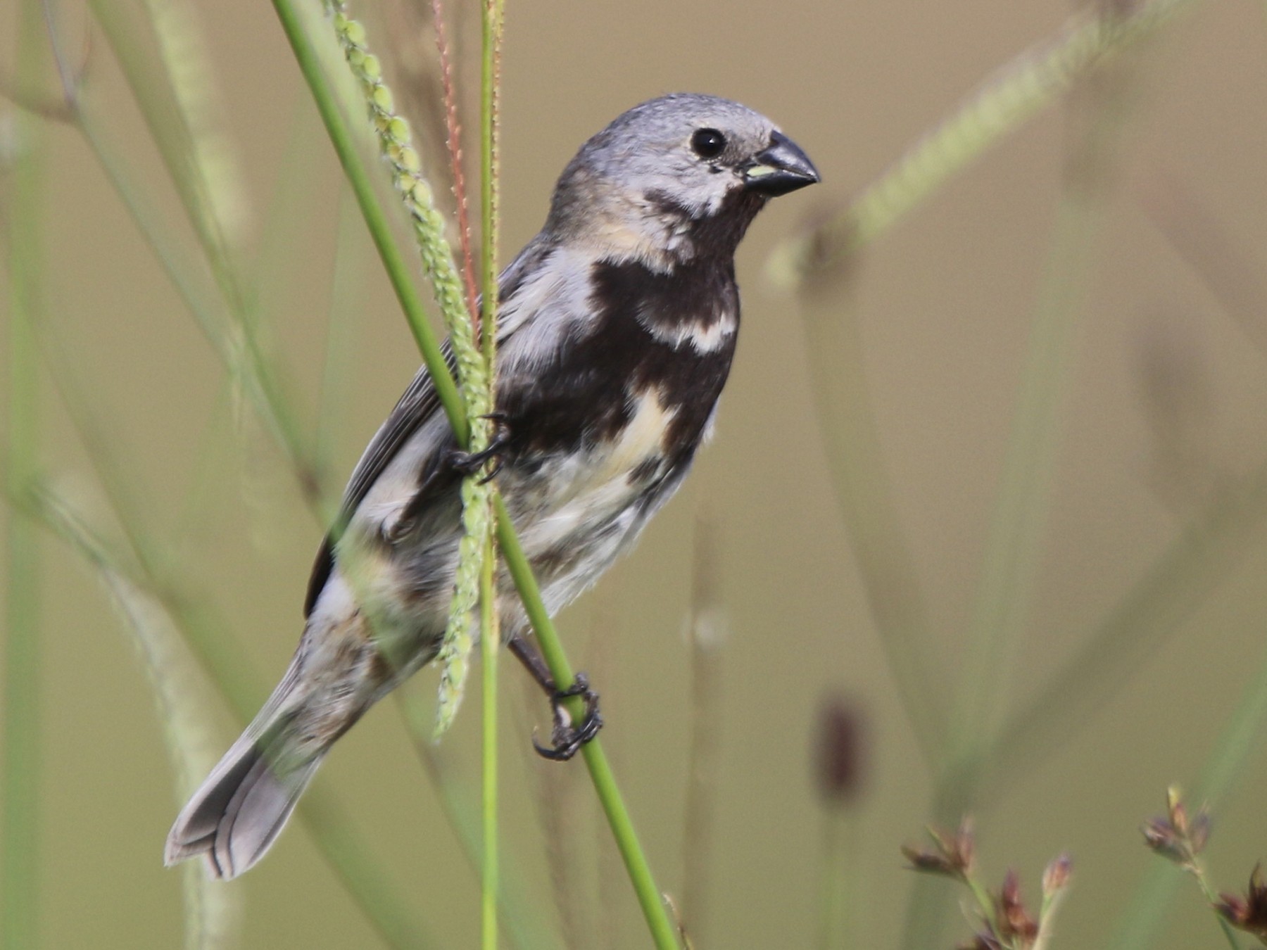 Black-bellied Seedeater - eBird