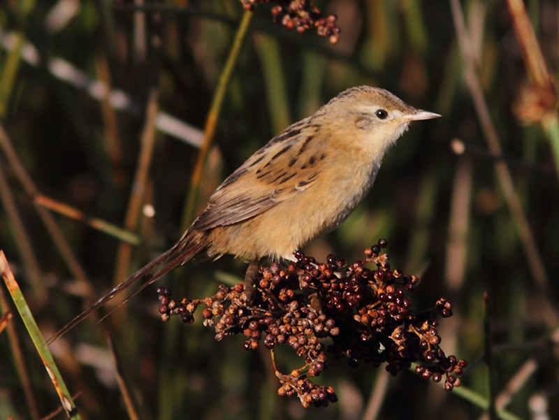 Bay-capped Wren-Spinetail - eBird