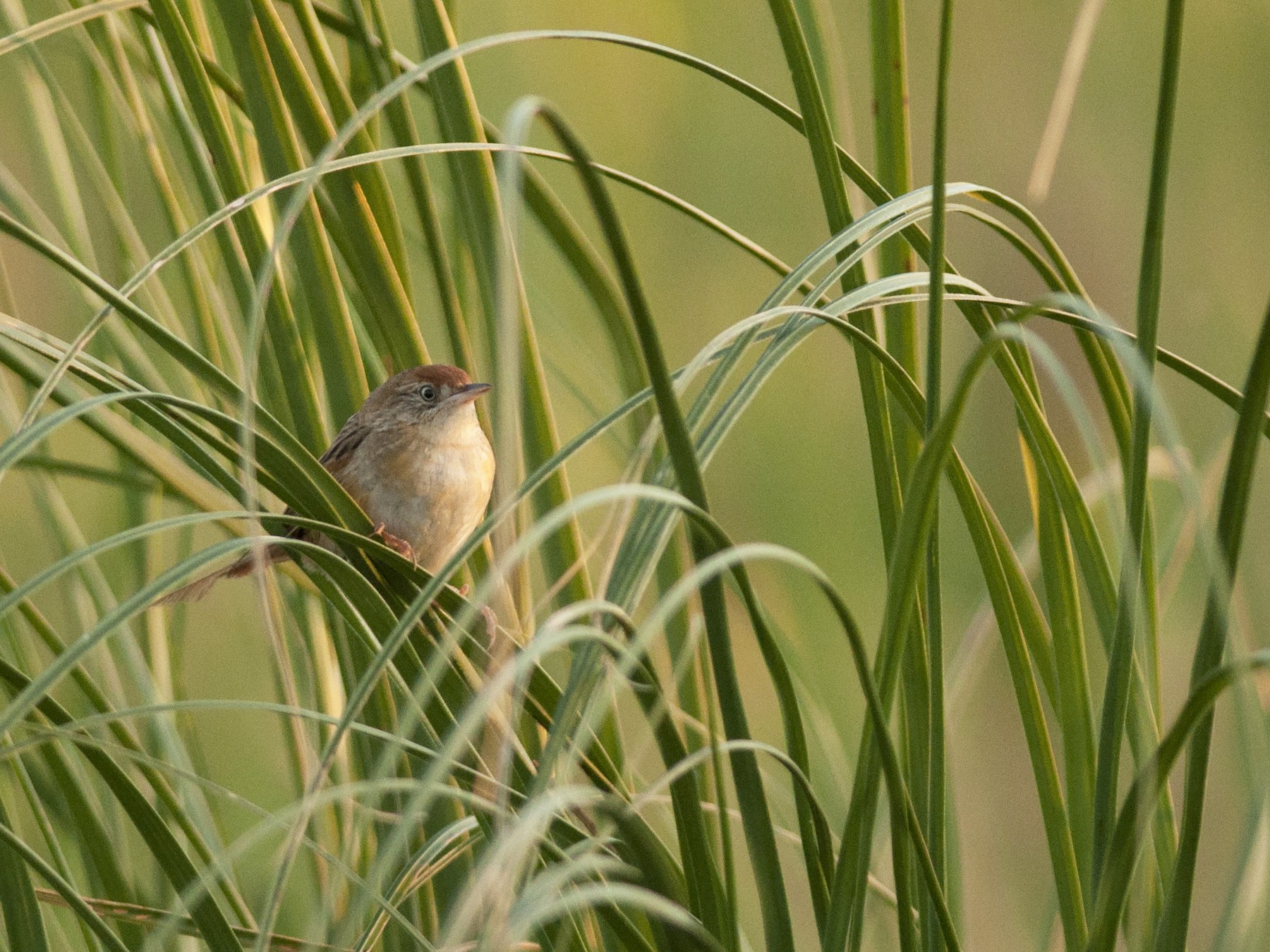 Bay-capped Wren-Spinetail - eBird