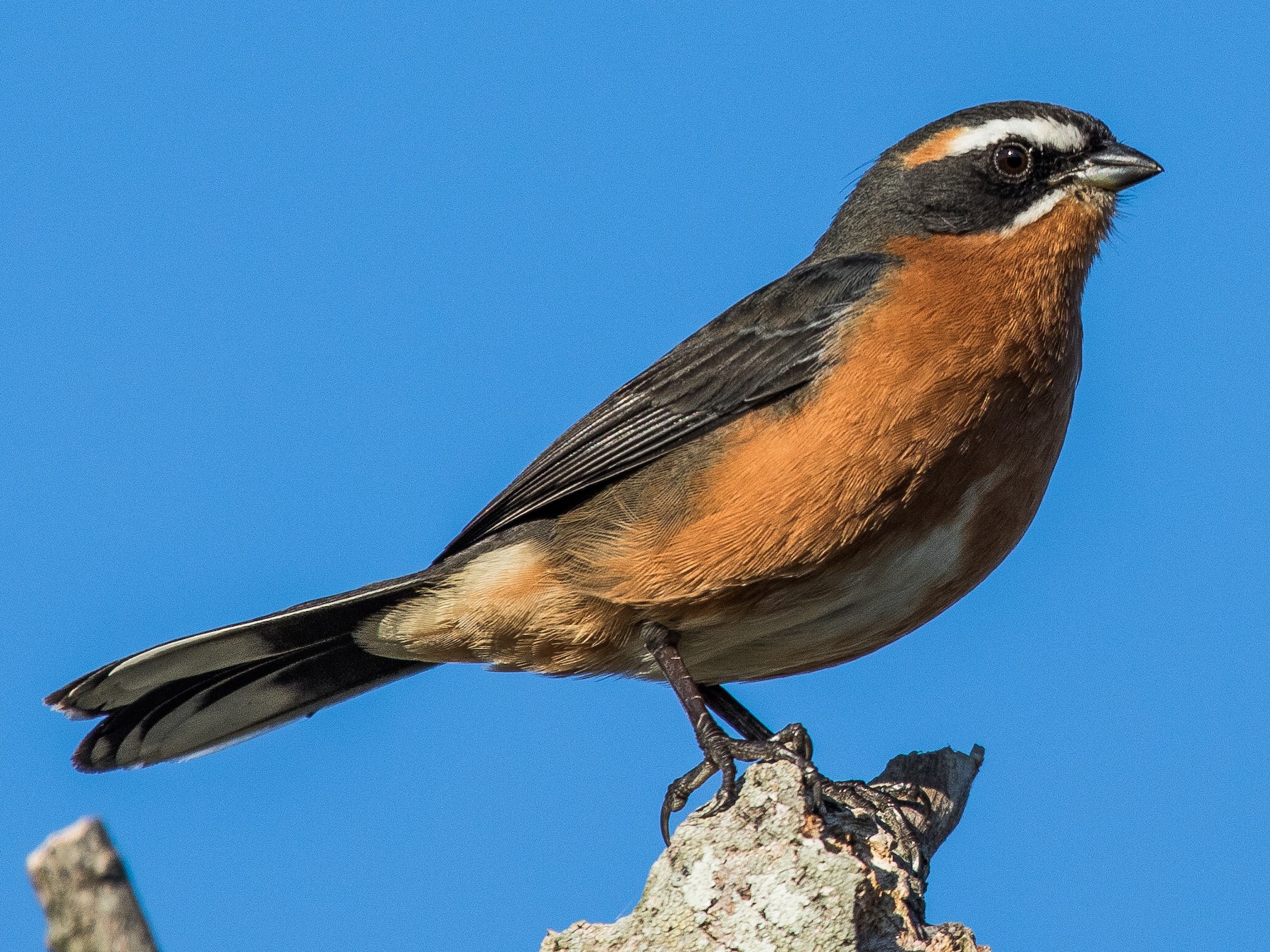 Chipiu noiroux - eBird