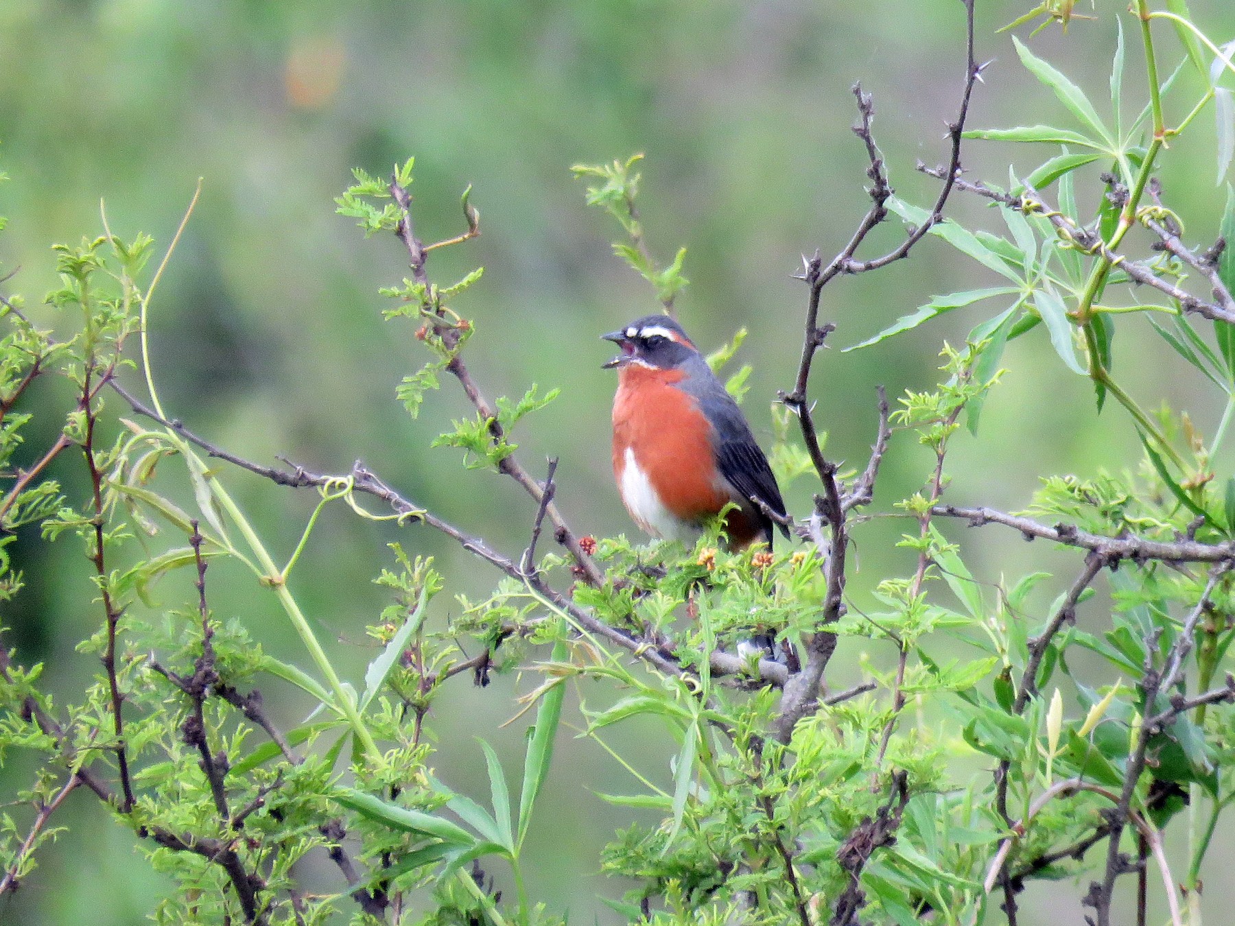 Chipiu noiroux - eBird