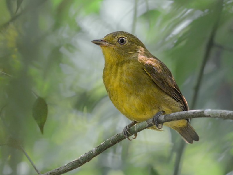 Band-tailed Manakin - eBird