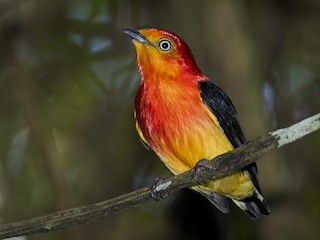 Band-tailed Manakin - eBird