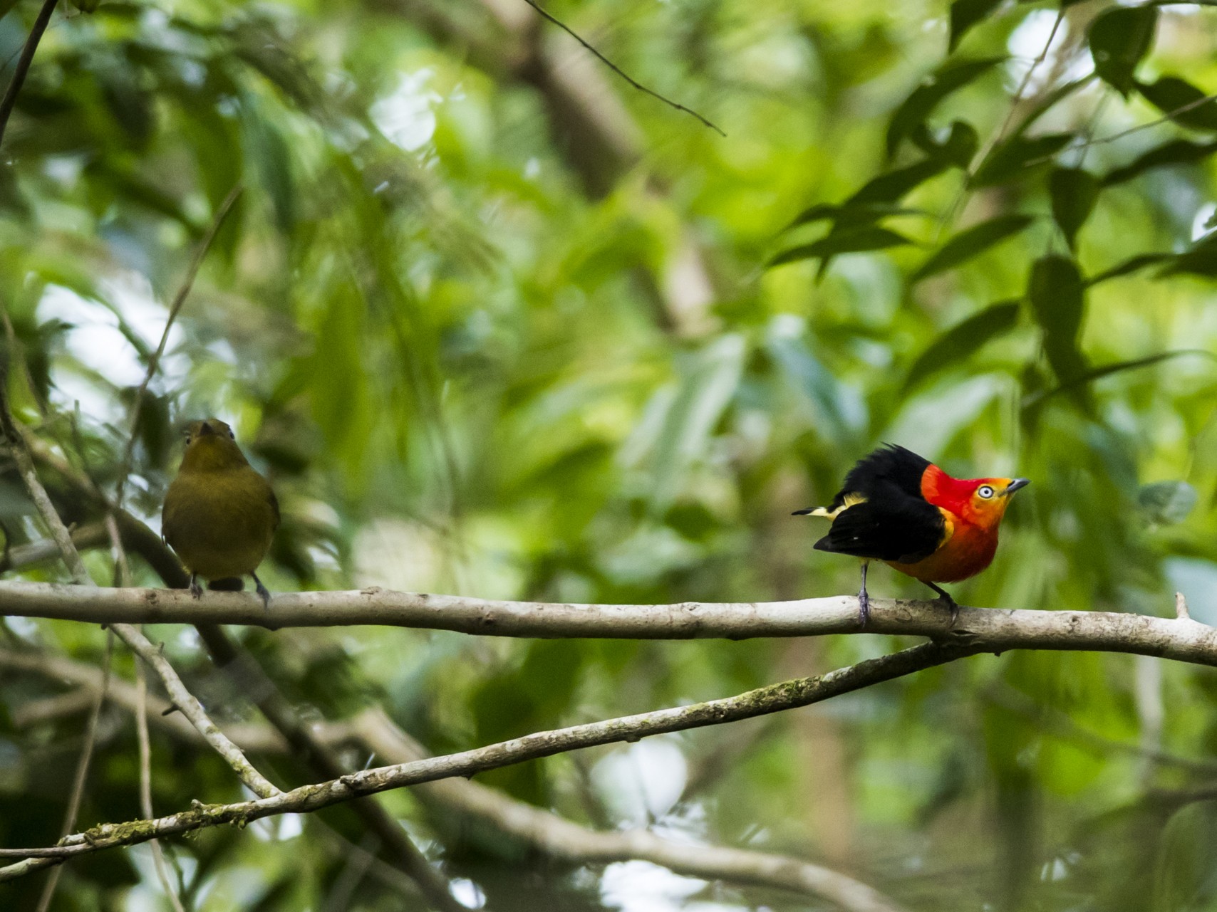 Band-tailed Manakin - eBird