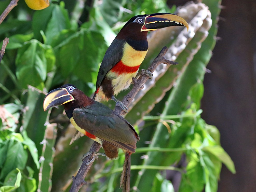 Chestnut Eared Aracari