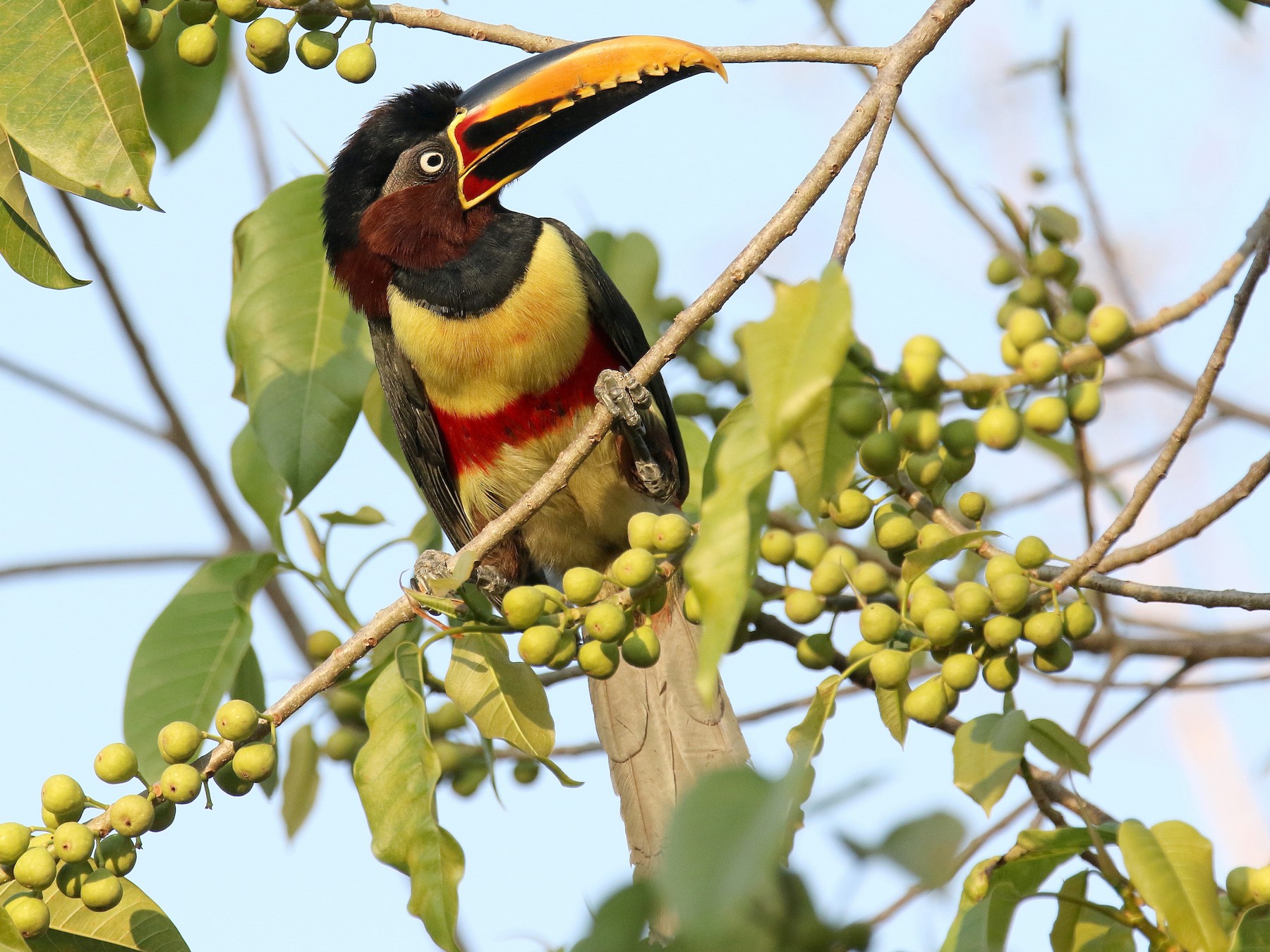 Chestnut Eared Aracari