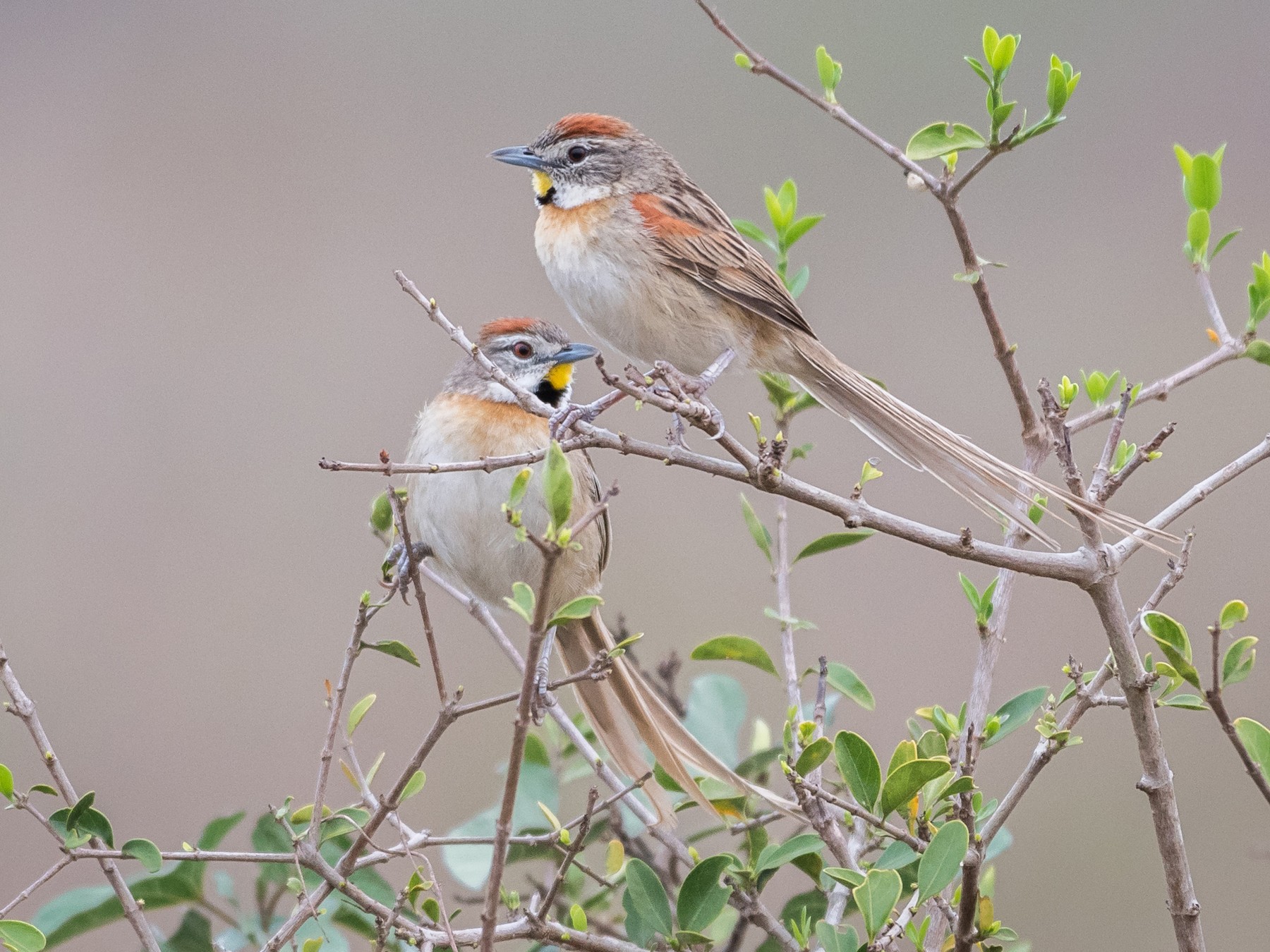 Chotoy Spinetail - eBird