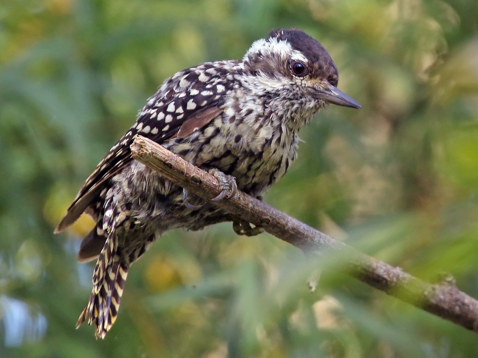 Checkered Woodpecker - eBird