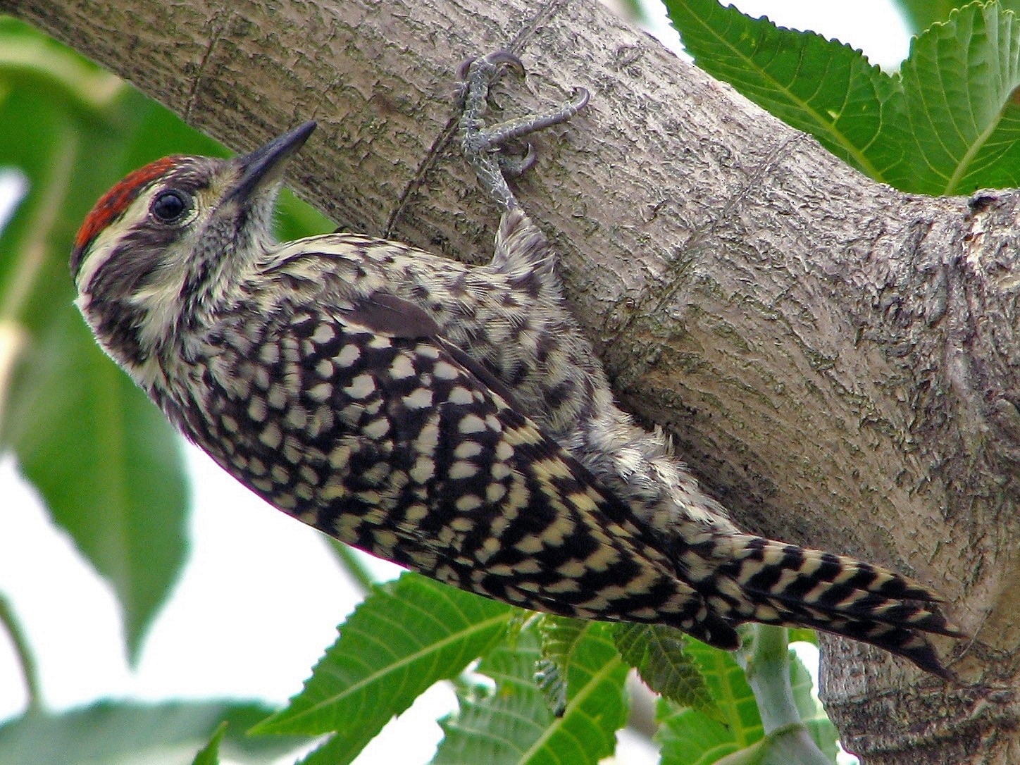Checkered Woodpecker - eBird