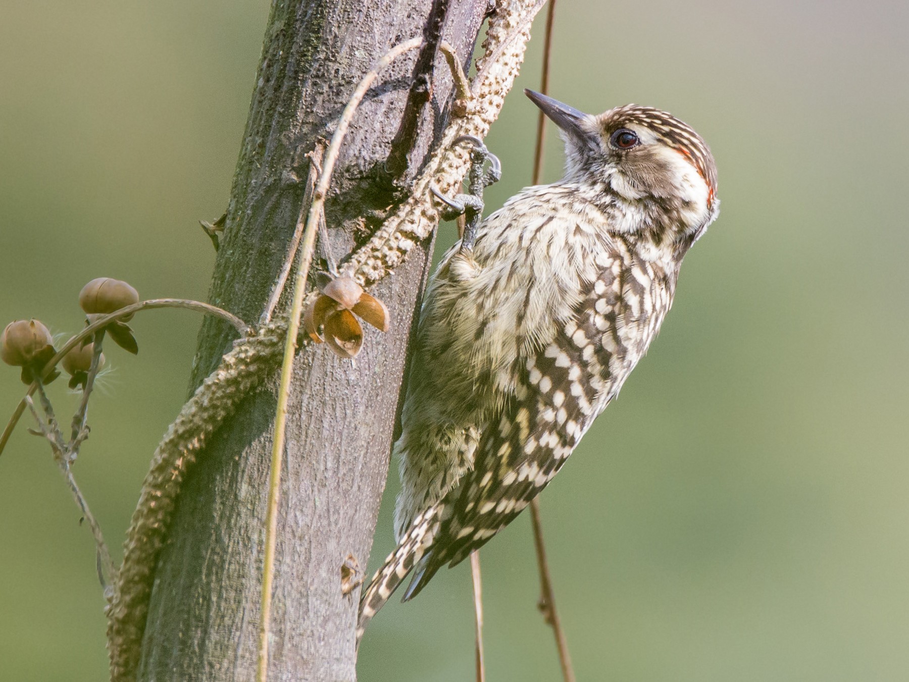 Checkered Woodpecker - eBird