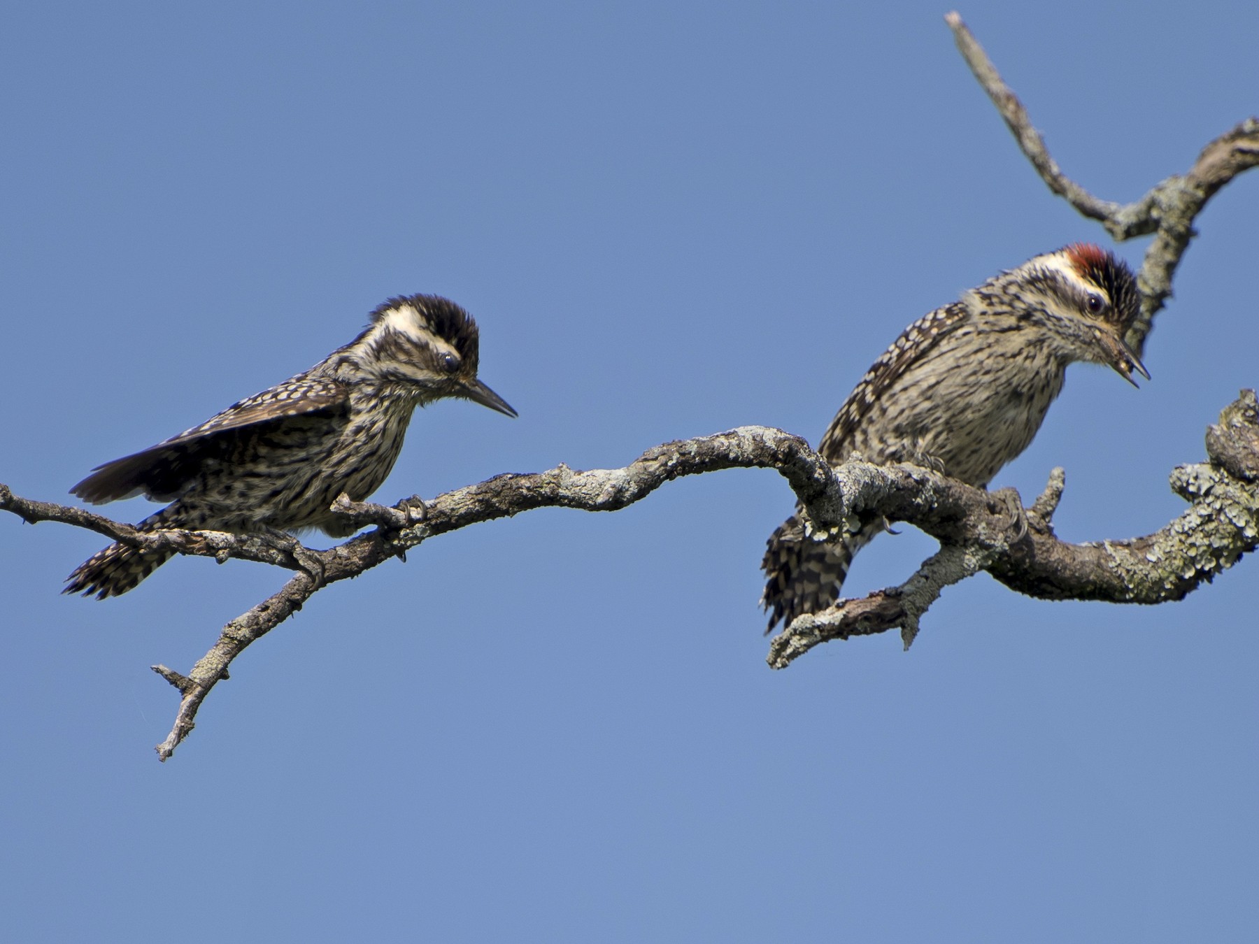 Checkered Woodpecker - eBird