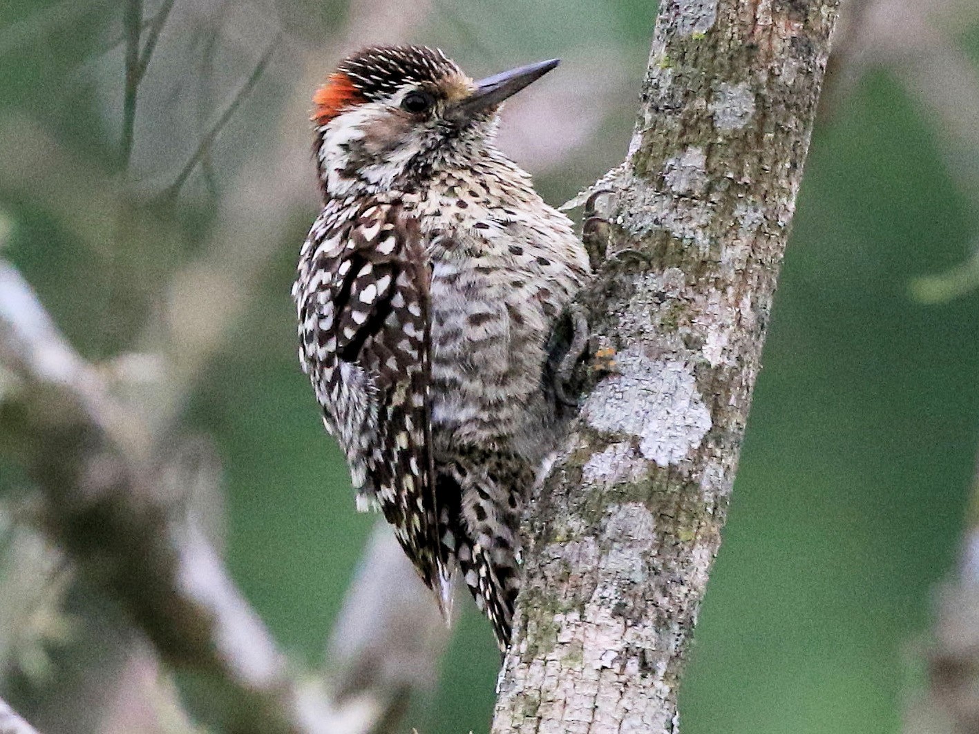 Checkered Woodpecker - eBird