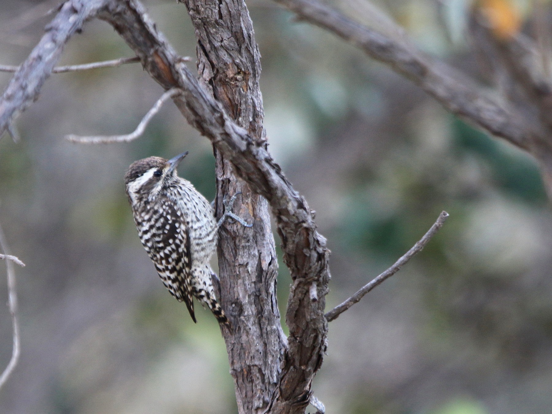 Checkered Woodpecker - eBird
